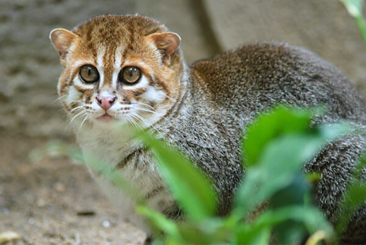 15 Most Endangered Small Cat Breeds That May Go Extinct - HubPages