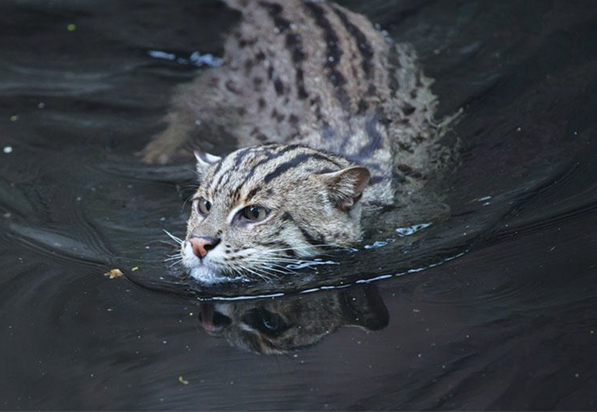 15 Most Endangered Small Cat Breeds That May Go Extinct - HubPages