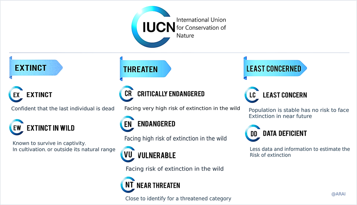 15 Most Endangered Small Cat Breeds That May Go Extinct - HubPages