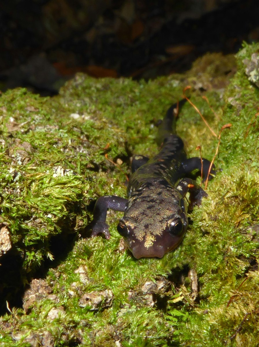 Salamanders - Fiery Creatures for the French? - HubPages