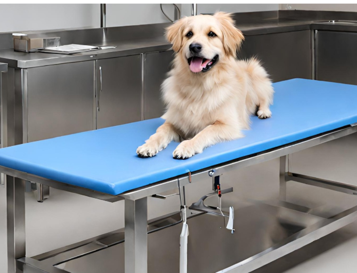 Why Is My Dog Shaking? 17 Causes, First Aid Tips, and Treatment - HubPages