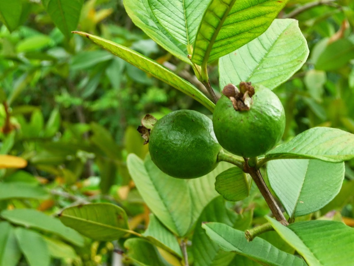 Do You Know the Top Ten Incredible Health Benefits of Guava? - HubPages