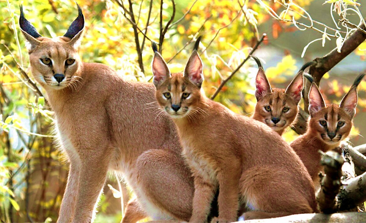 Endangered Big Cats That May Go Extinct - HubPages