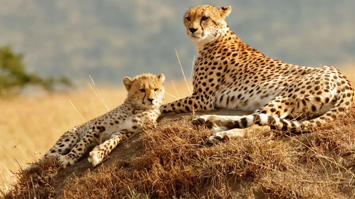 Endangered Big Cats That May Go Extinct - HubPages