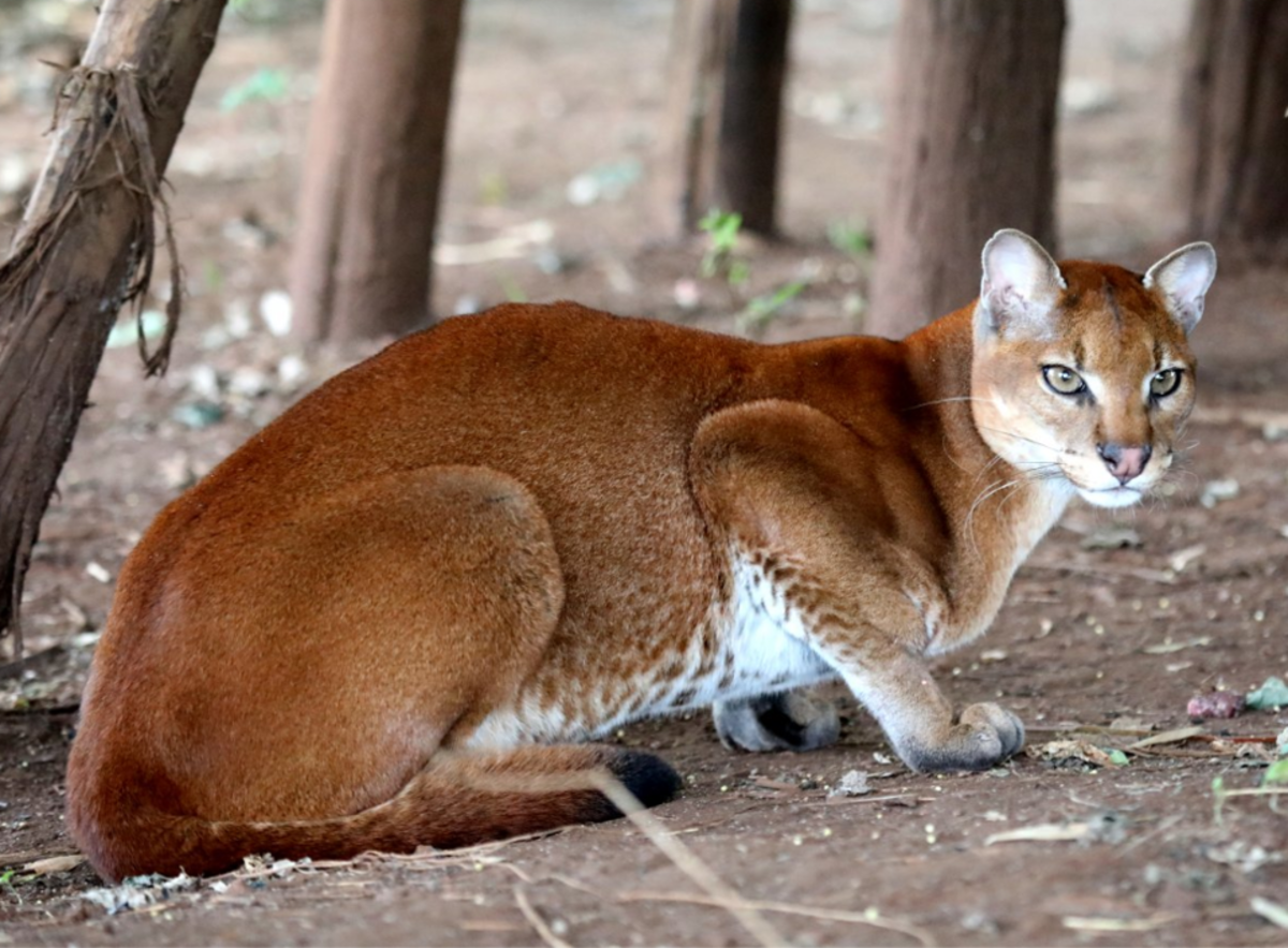 Endangered Big Cats That May Go Extinct - HubPages