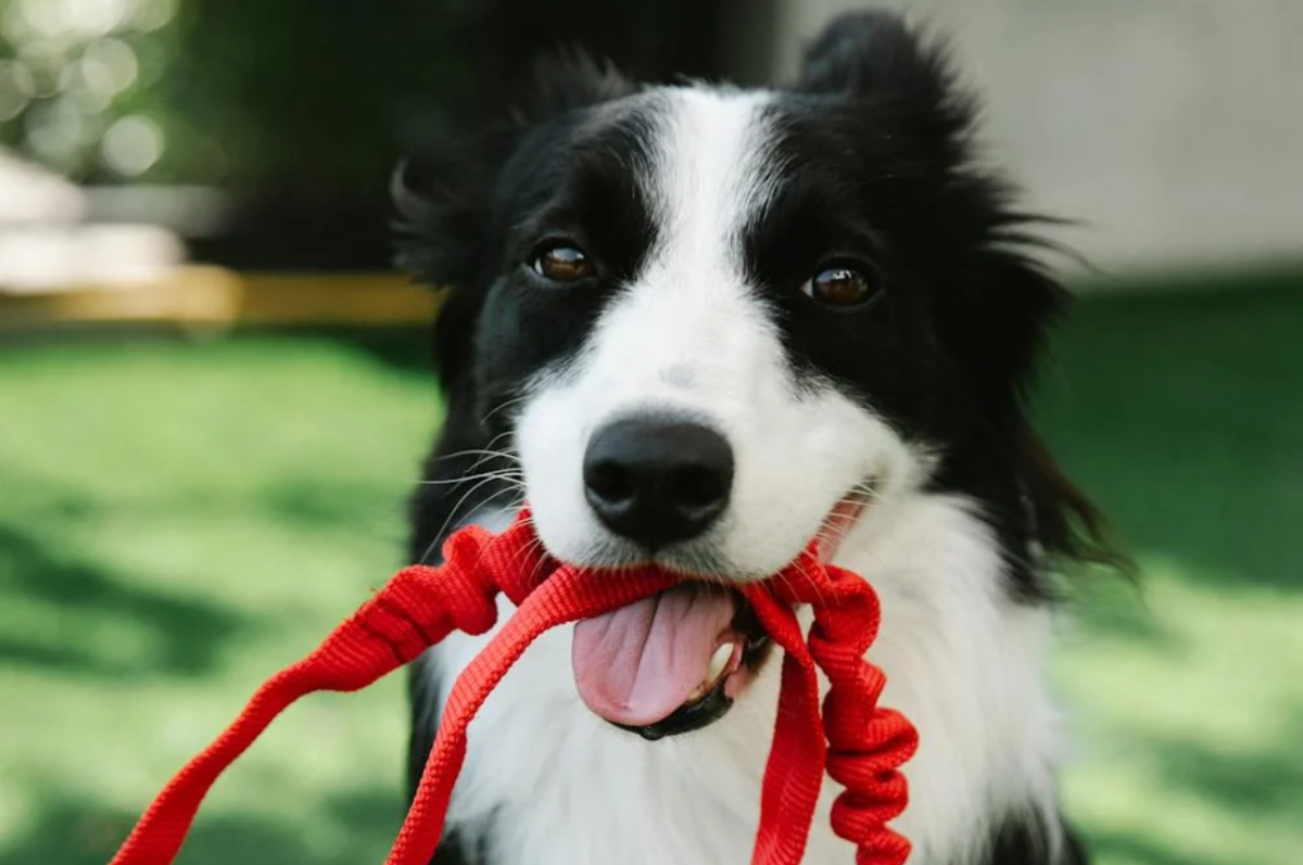 Dog Astrology: Your Pet's Zodiac Sign & Personality Traits - HubPages