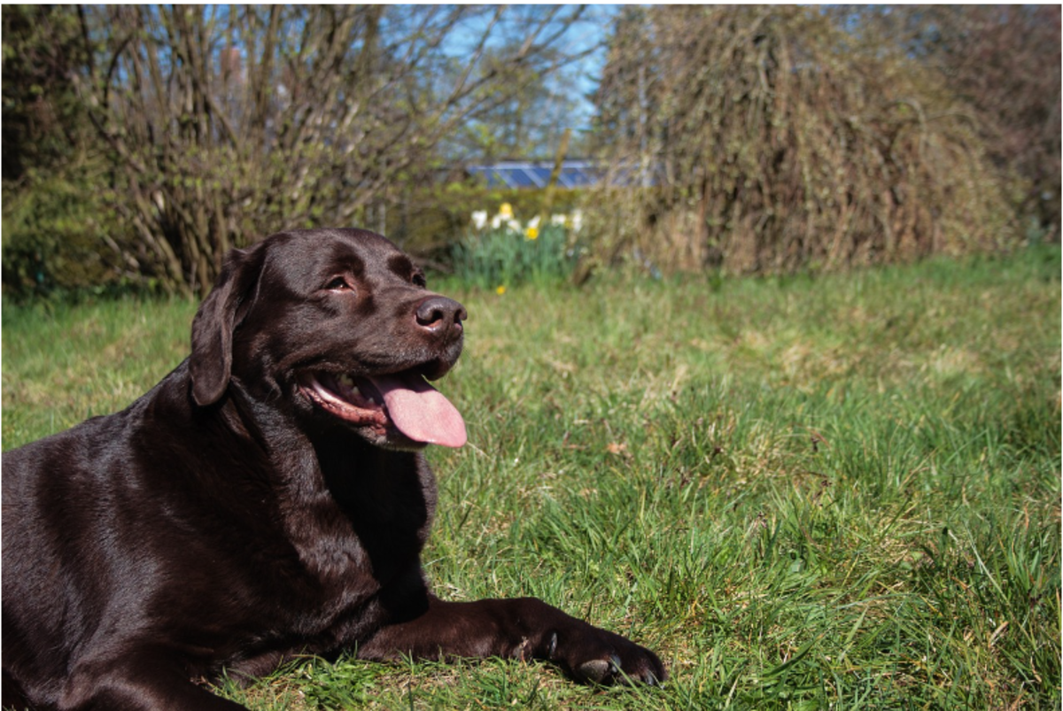 Why Is My Dog Panting? 11 Potential Causes - HubPages