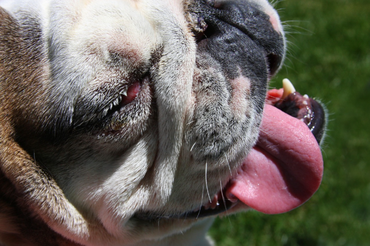 Why Is My Dog Panting? 11 Potential Causes - HubPages