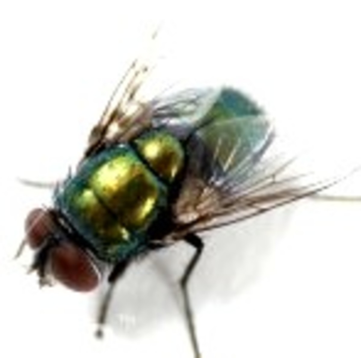 What Are The Bacteria/Microorganisms Found In Food Poisoning - HubPages