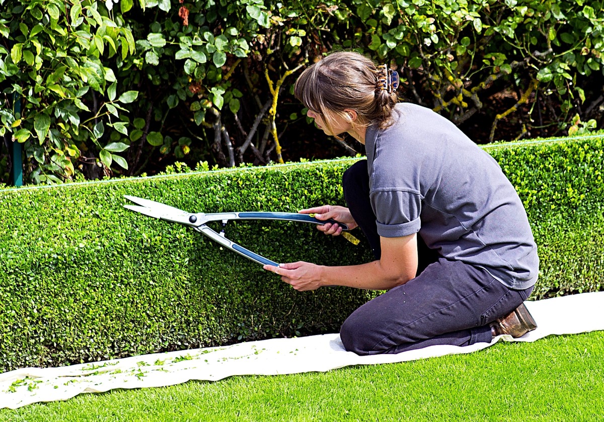 How to Grow a Hedge - HubPages