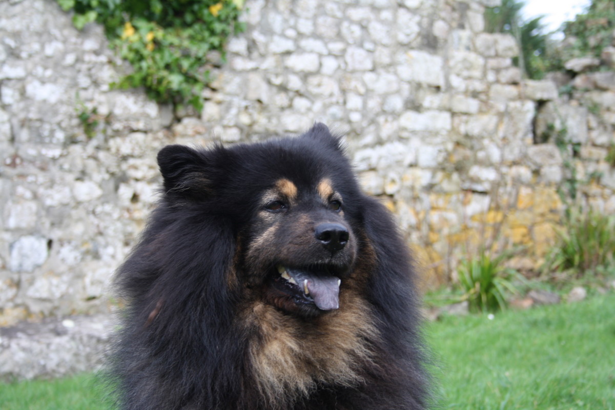 Eurasier Dog - My Beautiful Wonderful Dog - HubPages