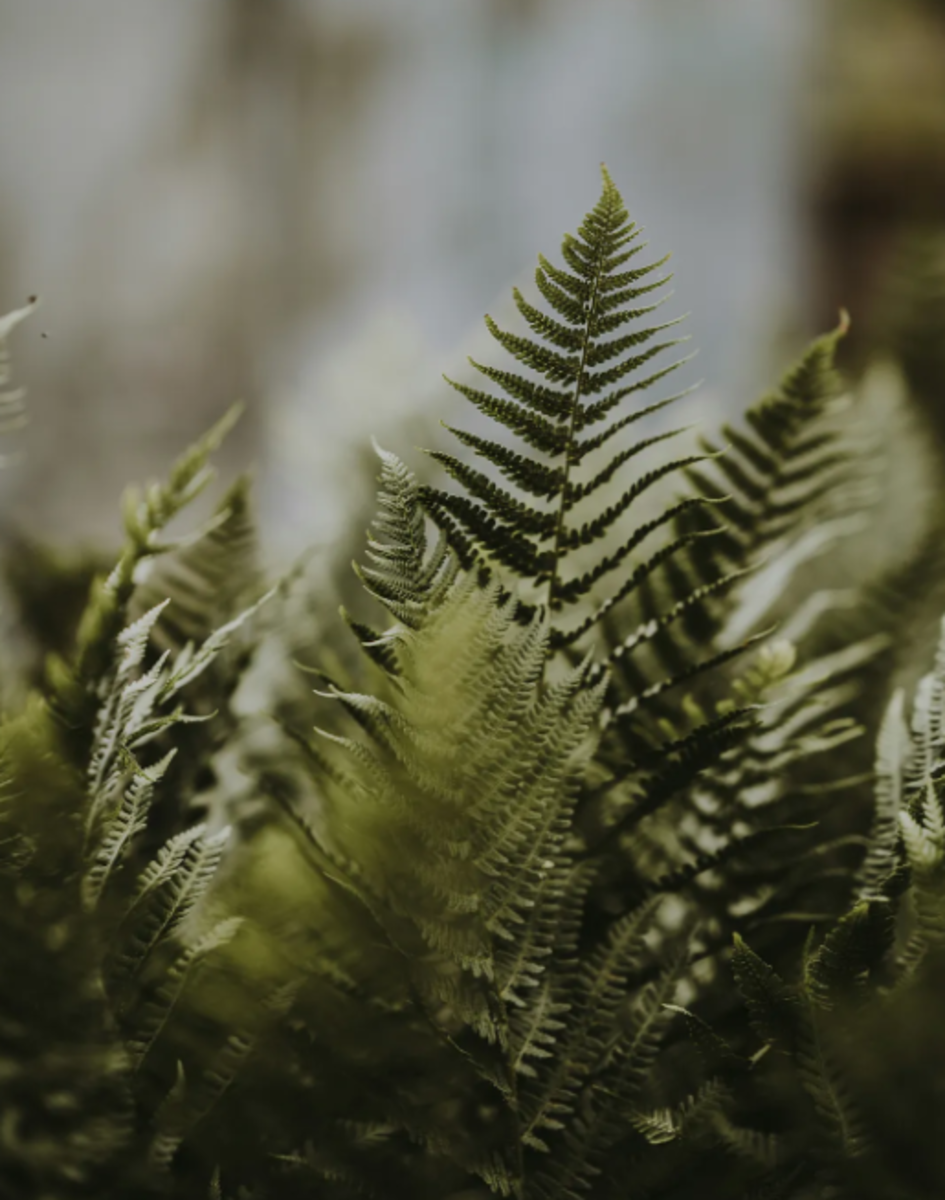 Beyond Ferns & Fairytales: Unfurling the Hidden Magic of This Verdant ...