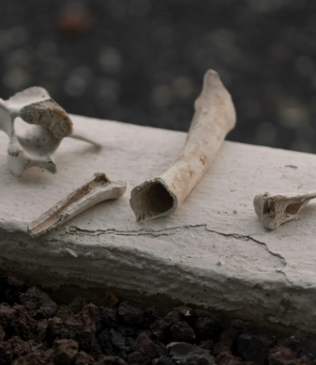 Honoring the Ancestors: "The Bones Fall in a Spiral" Empowers ...