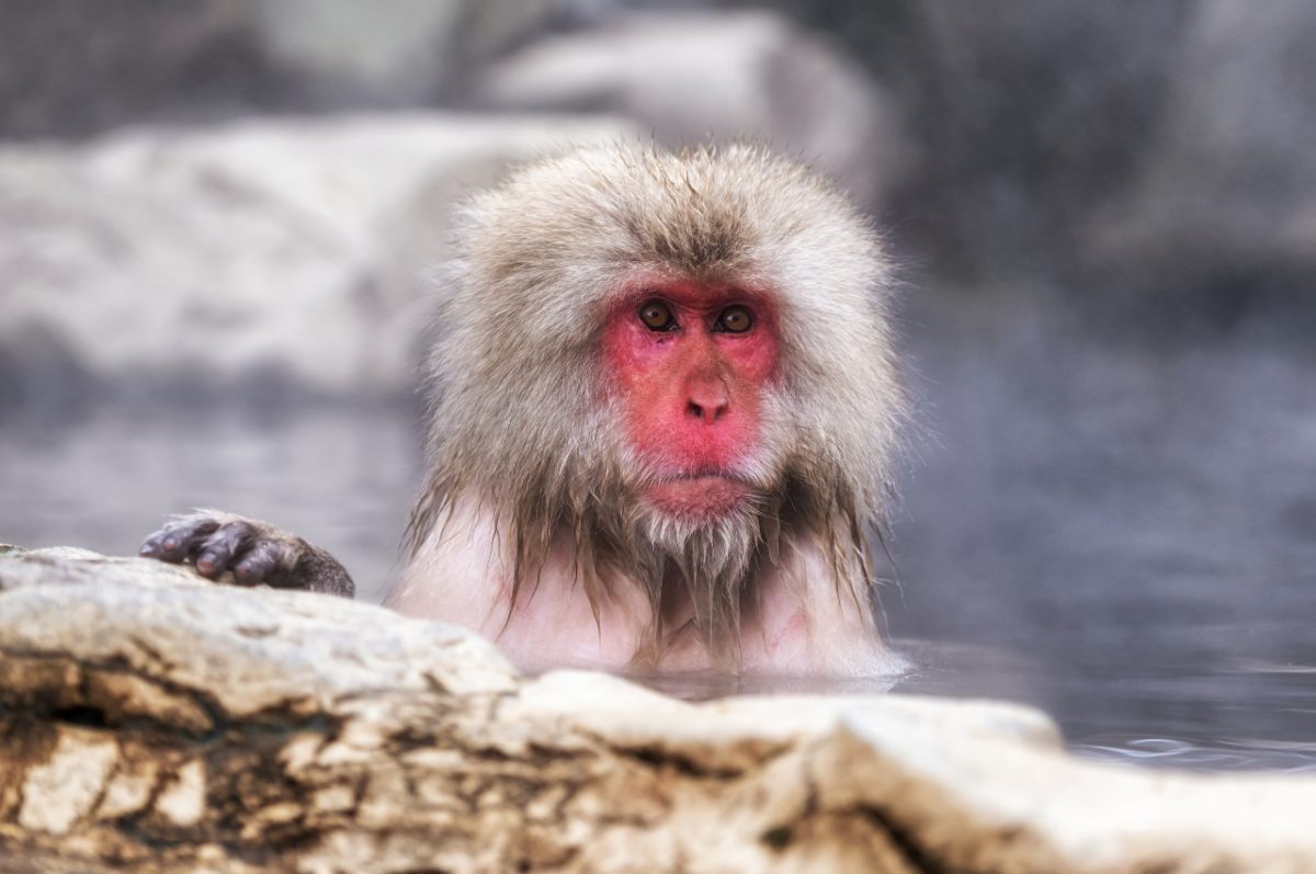 10 Common Japanese Insults and Curse Words - Owlcation