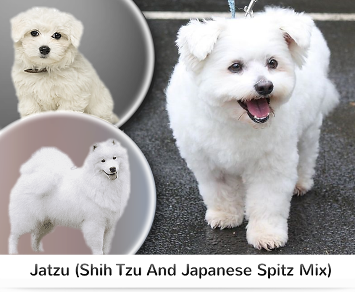 15 Most Popular Shih Tzu Mixed Dog Breeds - HubPages