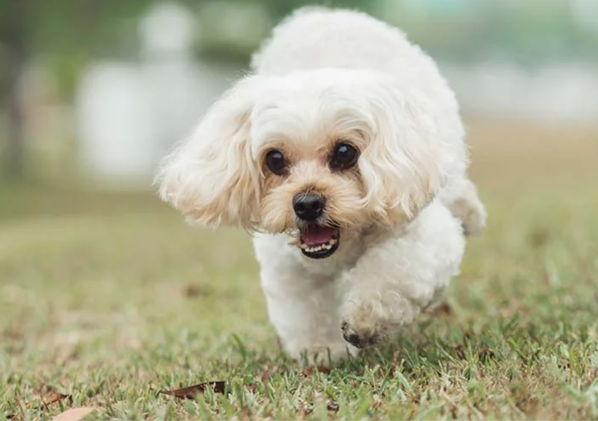 15 Most Popular Shih Tzu Mixed Dog Breeds - HubPages