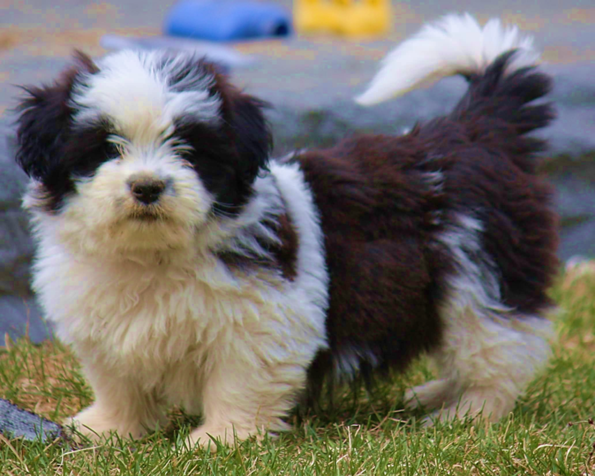 15 Most Popular Shih Tzu Mixed Dog Breeds - HubPages