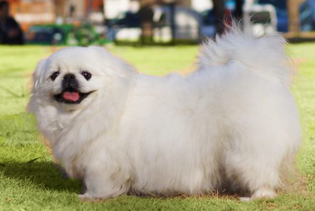 15 Most Popular Shih Tzu Mixed Dog Breeds - HubPages