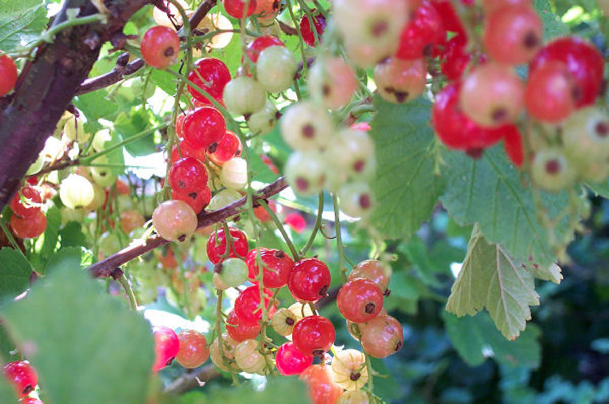 10 Nutritious Plants in Your Garden and How to Use Them - HubPages