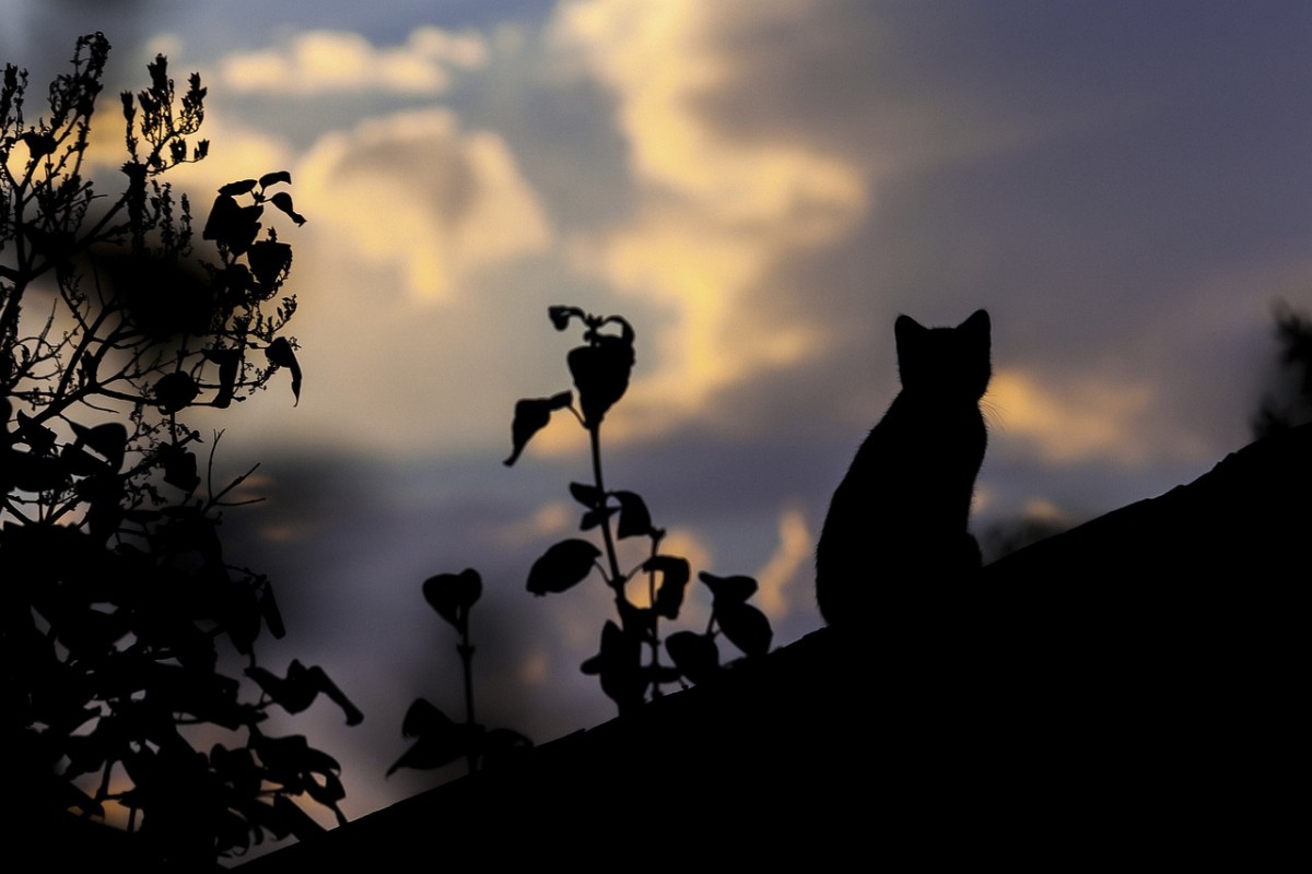 A Guide to Cat Superstitions, Omens, and Signs - HubPages