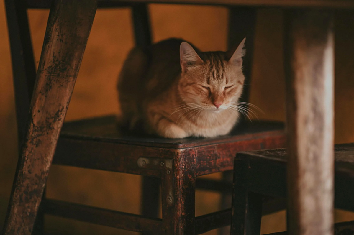 A Guide to Cat Superstitions, Omens, and Signs - HubPages