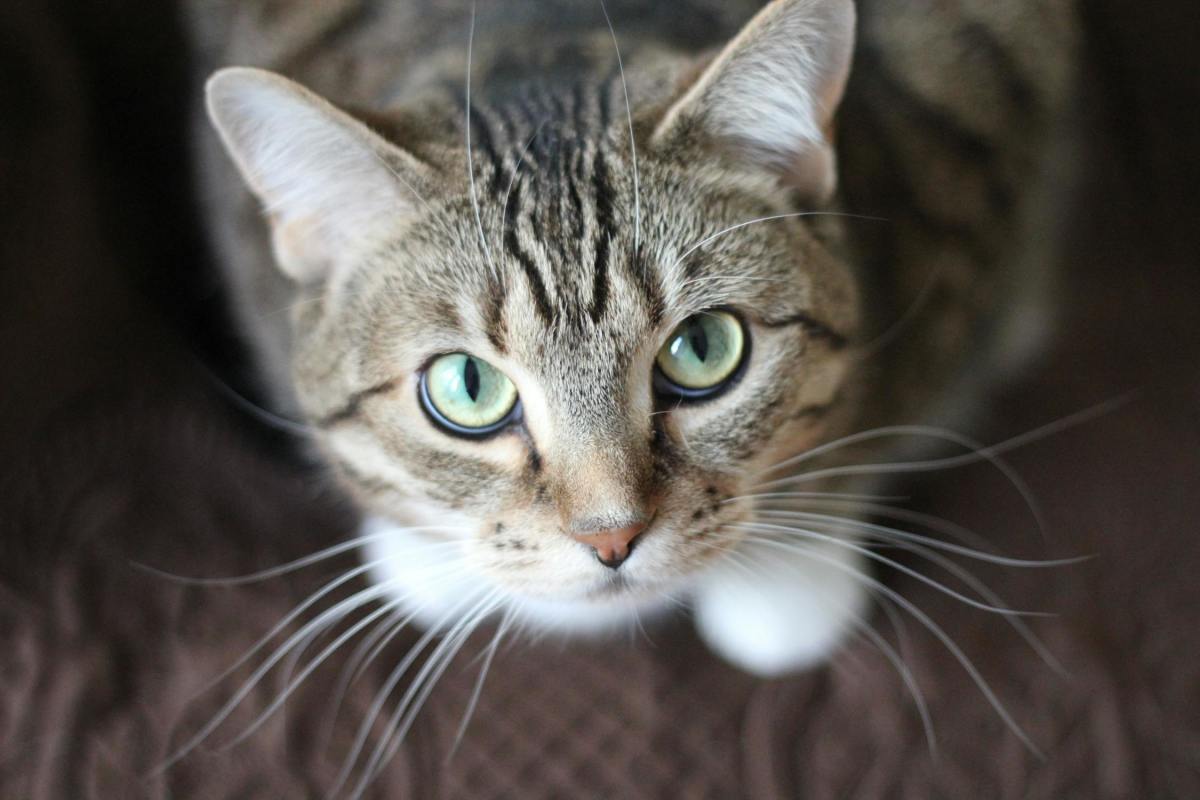 A Guide to Cat Superstitions, Omens, and Signs - HubPages