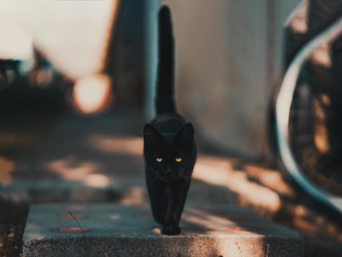 A Guide to Cat Superstitions, Omens, and Signs - HubPages