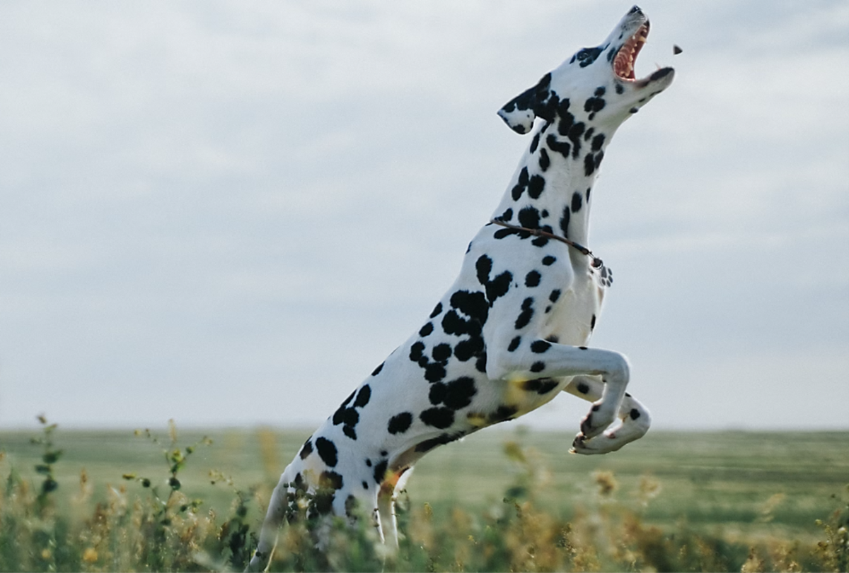 15 Dog Breeds That Bring Good Luck - HubPages