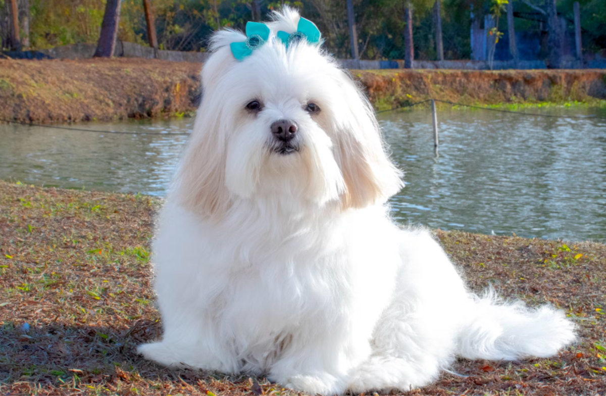 15 Dog Breeds That Bring Good Luck - HubPages