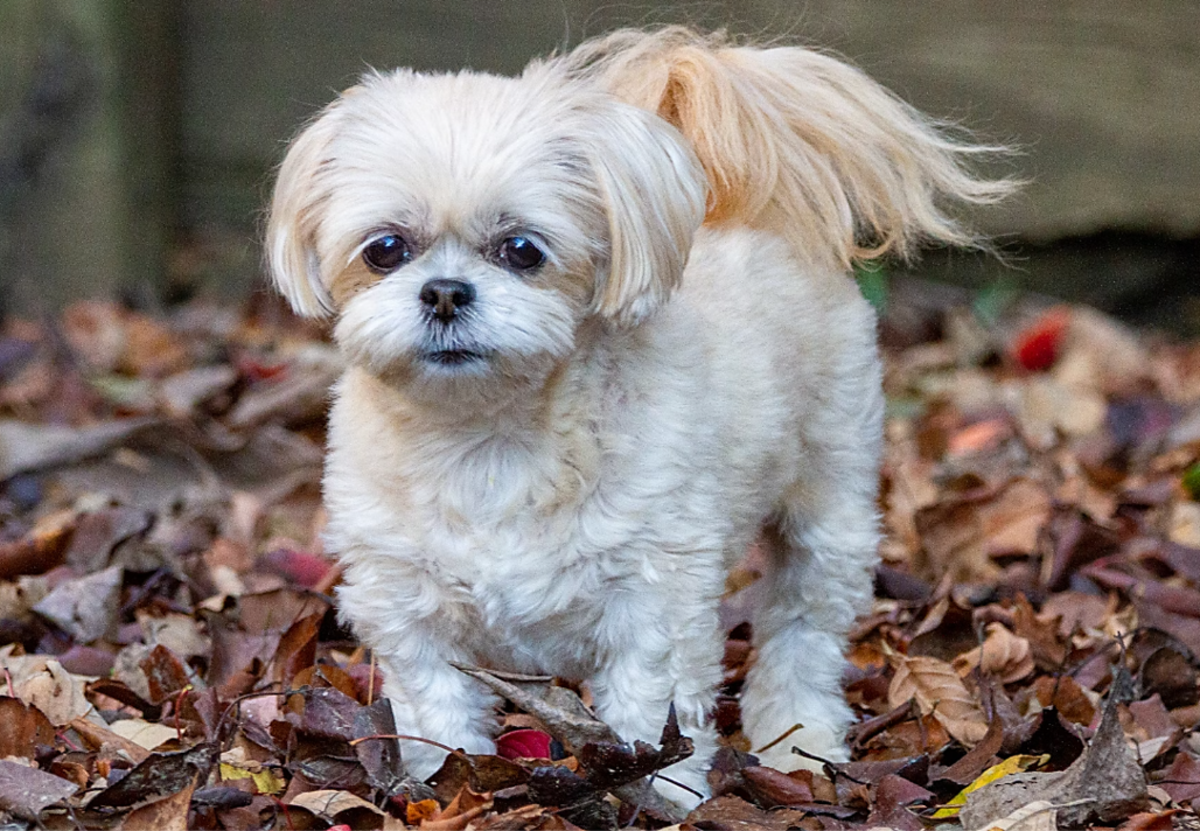 15 Dog Breeds That Bring Good Luck - HubPages