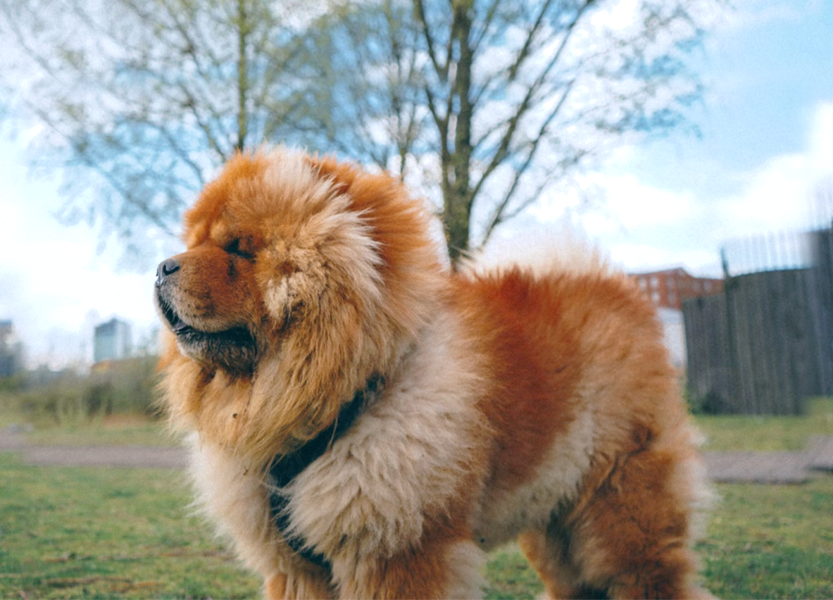 15 Dog Breeds That Bring Good Luck - HubPages