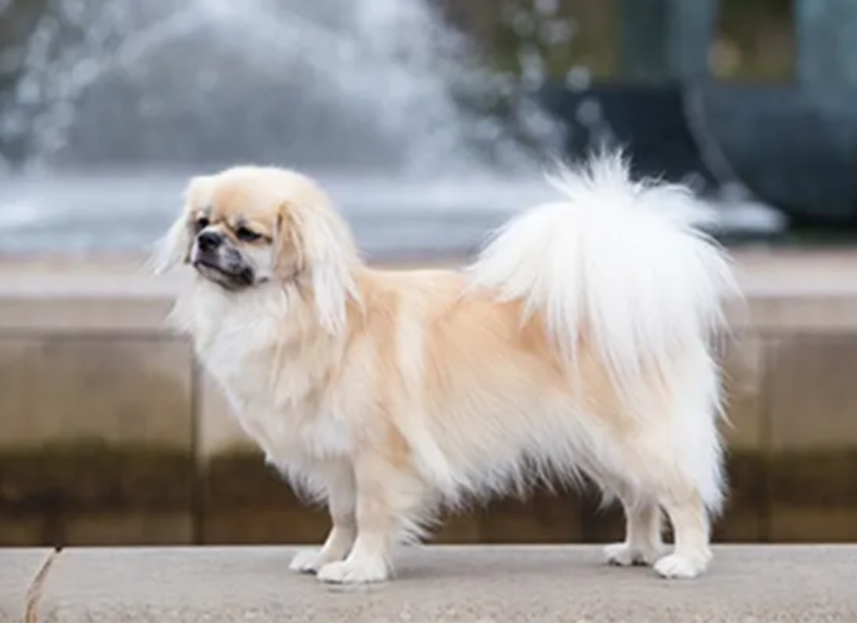 15 Dog Breeds That Bring Good Luck - HubPages