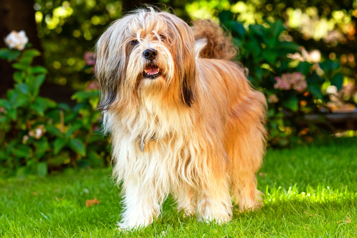 15 Dog Breeds That Bring Good Luck - HubPages