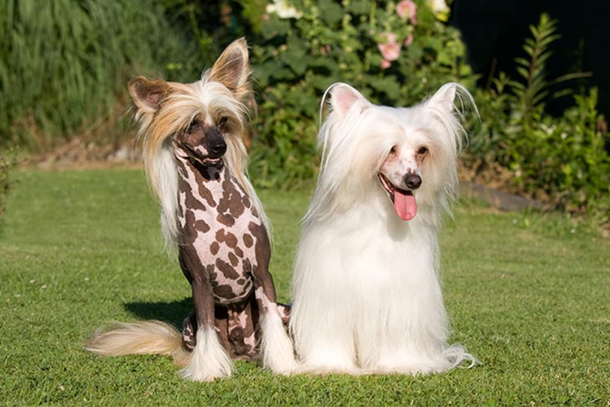 15 Dog Breeds That Bring Good Luck - HubPages
