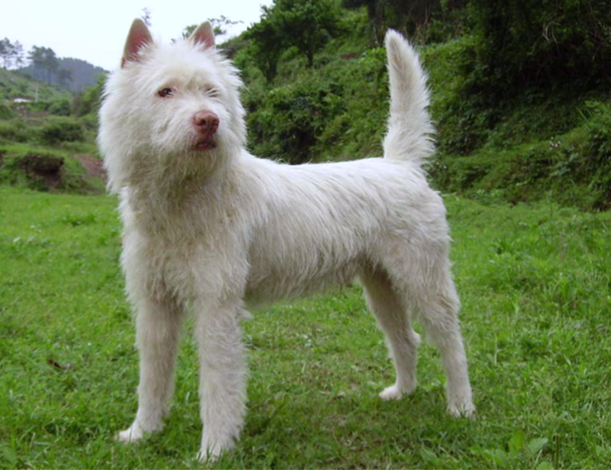 15 Dog Breeds That Bring Good Luck - HubPages