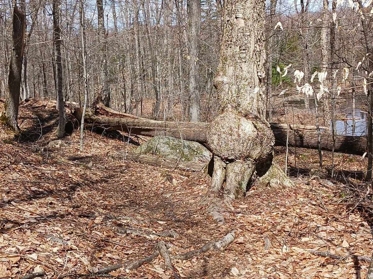 Adirondack Hike: Moxham Mountain - HubPages