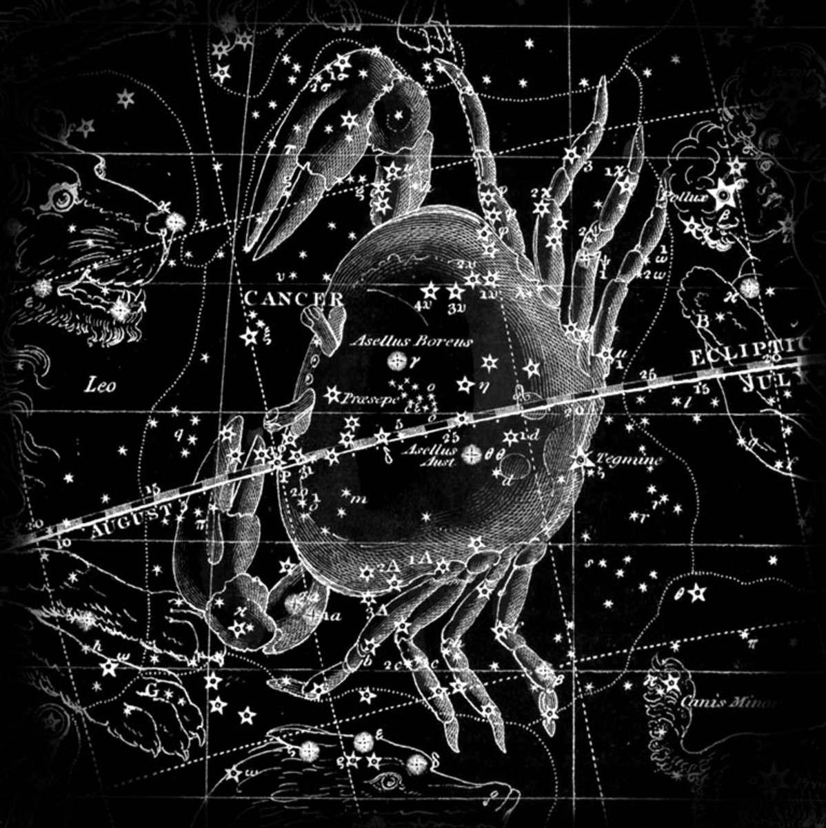 Cancer, the Crayfish, and the Crab - HubPages
