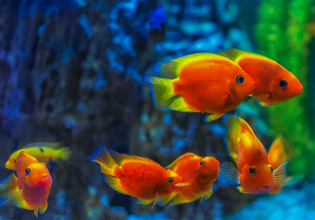 11 Most Auspicious Feng Shui Animals - HubPages