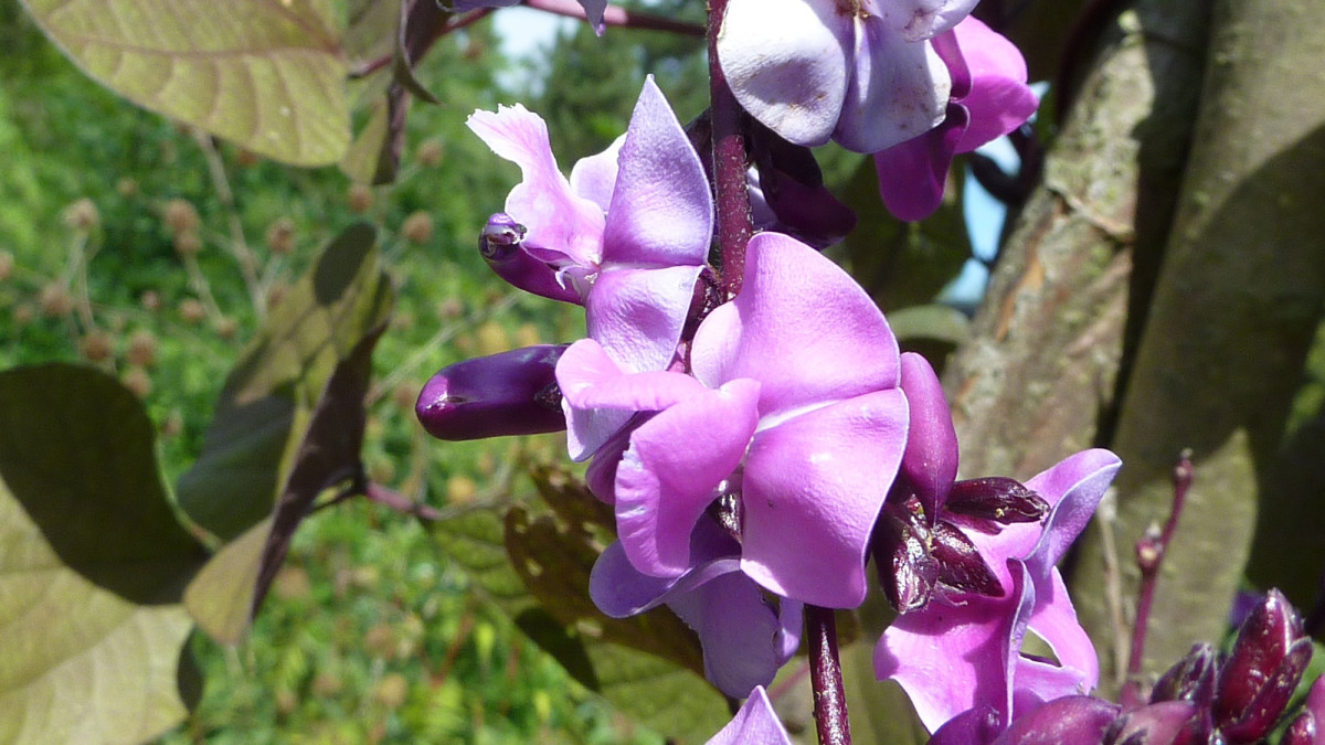 Flowering Vines: 10 Easiest Climbing Plants to Grow - Dengarden
