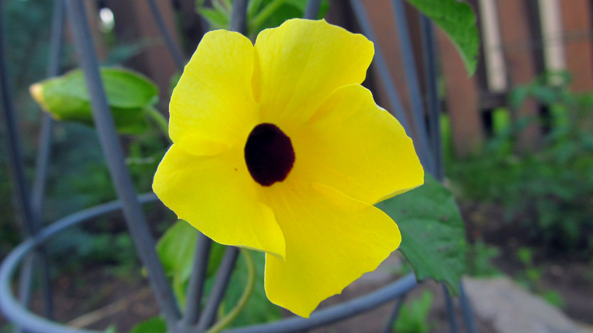 Flowering Vines: 10 Easiest Climbing Plants to Grow - Dengarden