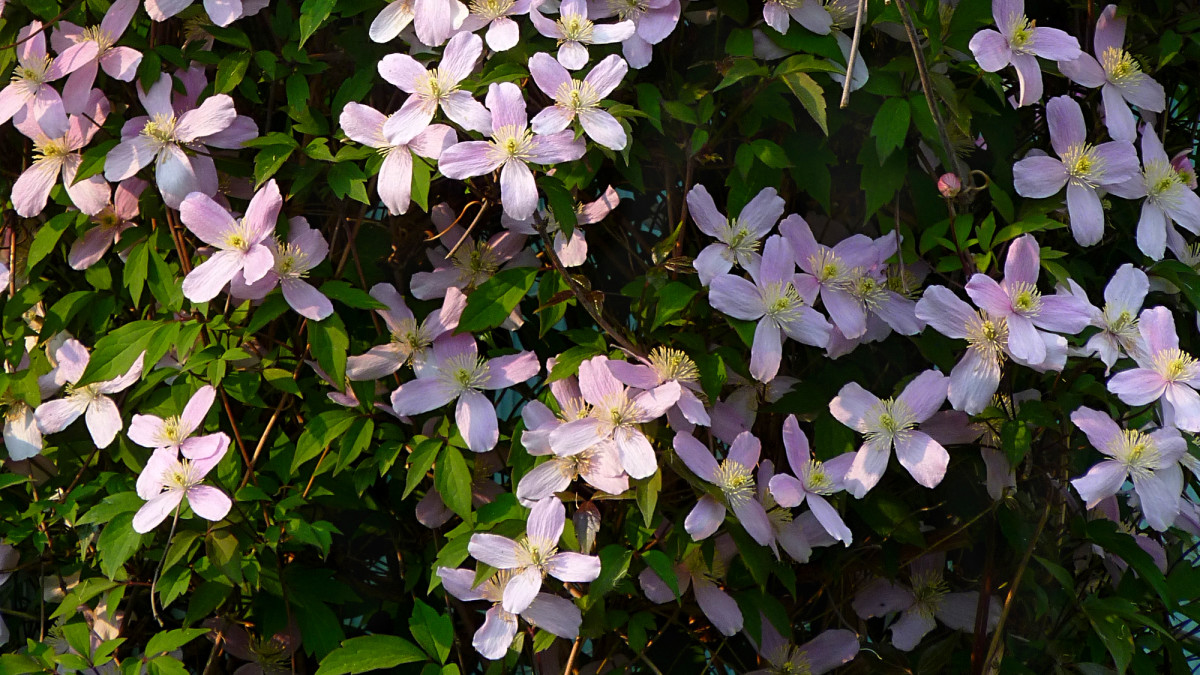 Flowering Vines: 10 Easiest Climbing Plants to Grow - Dengarden