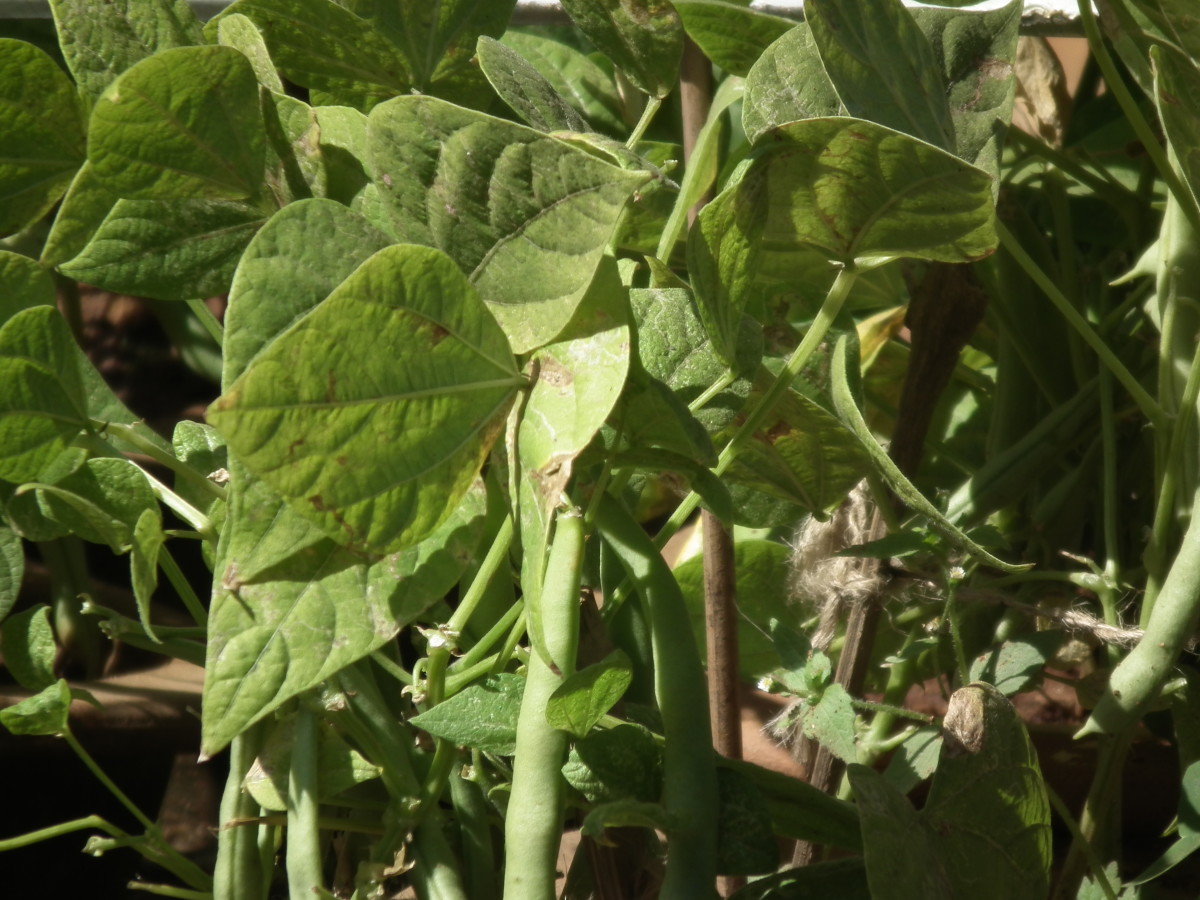 How to Grow Beans and Peas in a Garden or Farm - HubPages