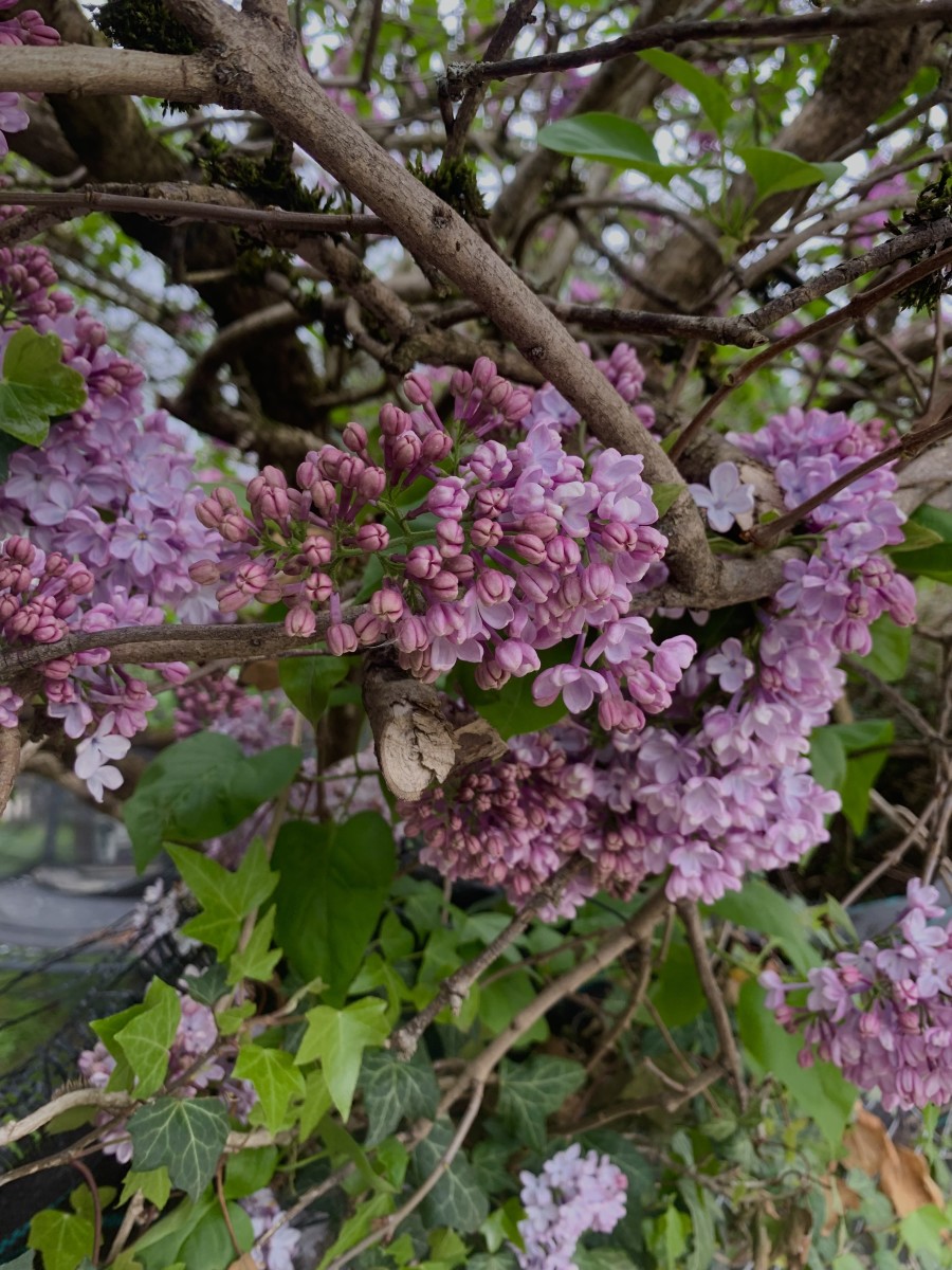 Surpass Yourself ? - LetterPile