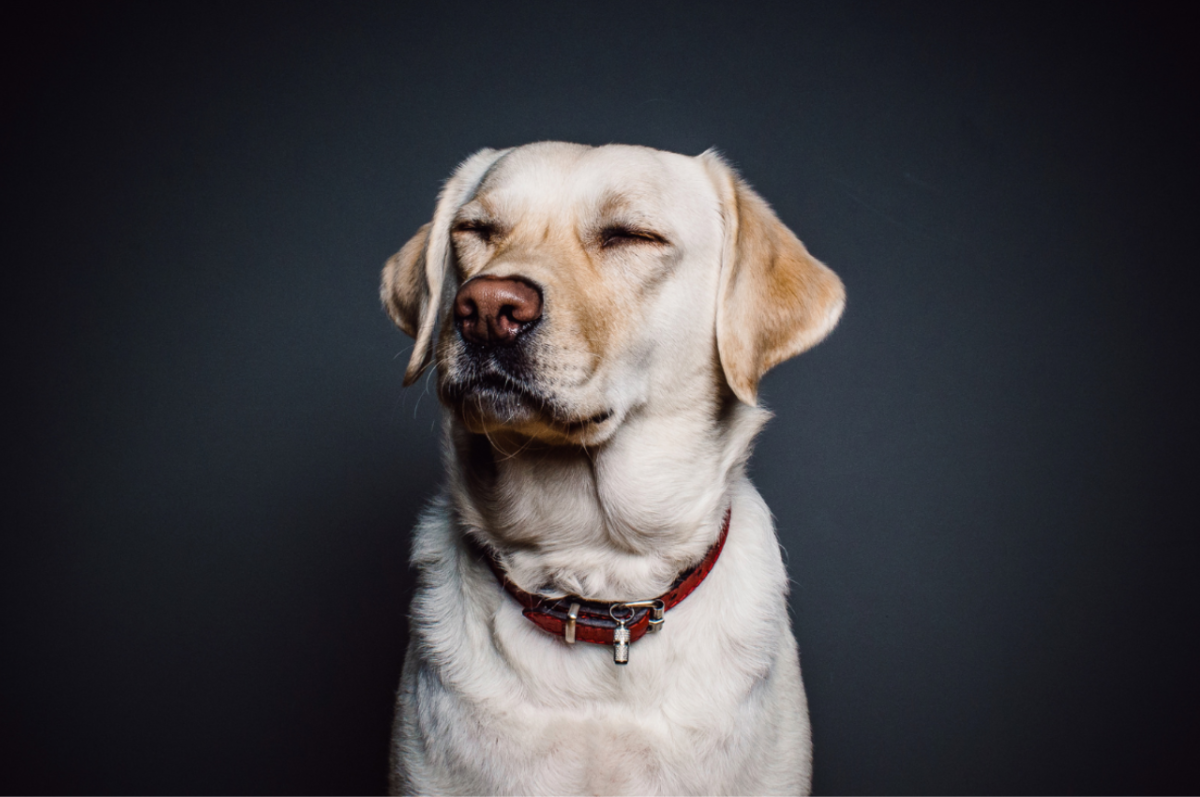 500 Labrador Retriever Names: Classic, Cool, Funny & More - HubPages