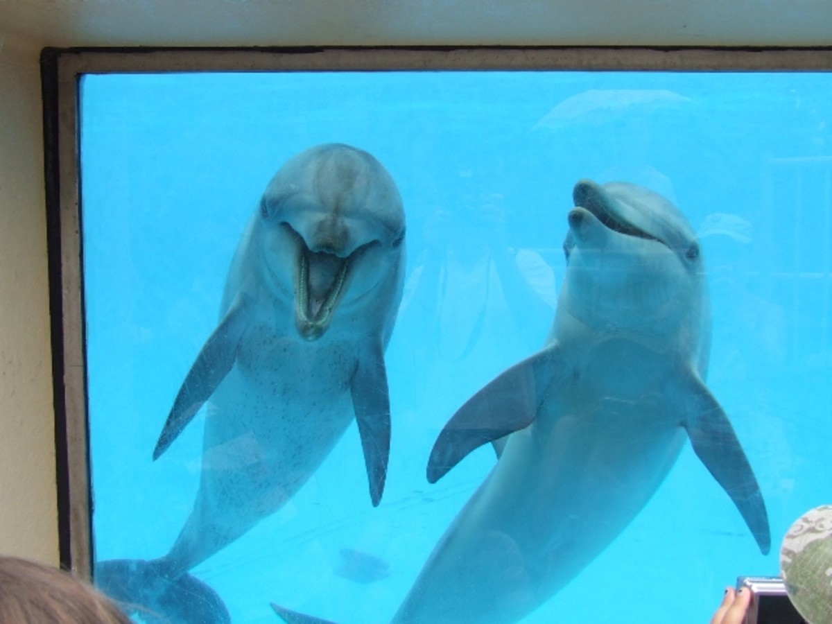 Are Dolphins Really Smart? The Book You Need to Read - HubPages