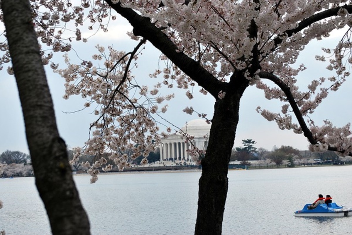 Earth Month in Washington DC on the National Mall - HubPages