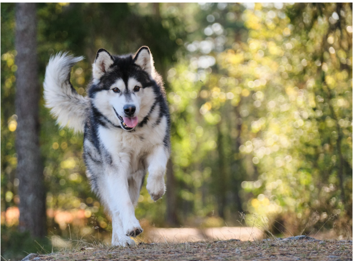 Does Moving Stress Out Dogs? 8 Tips for a Smoother Transition - HubPages