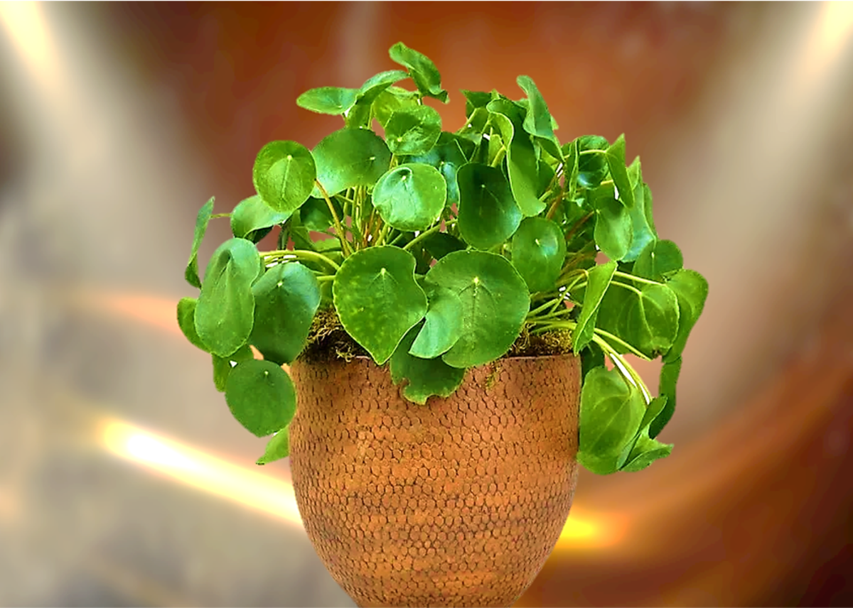 15 Chinese Feng Shui Plants That Attract Money - HubPages
