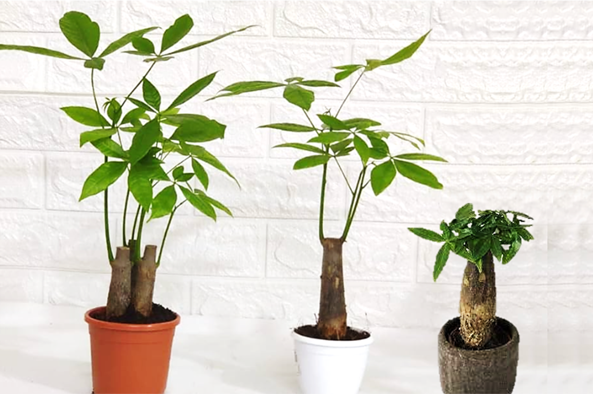 15 Chinese Feng Shui Plants That Attract Money - HubPages