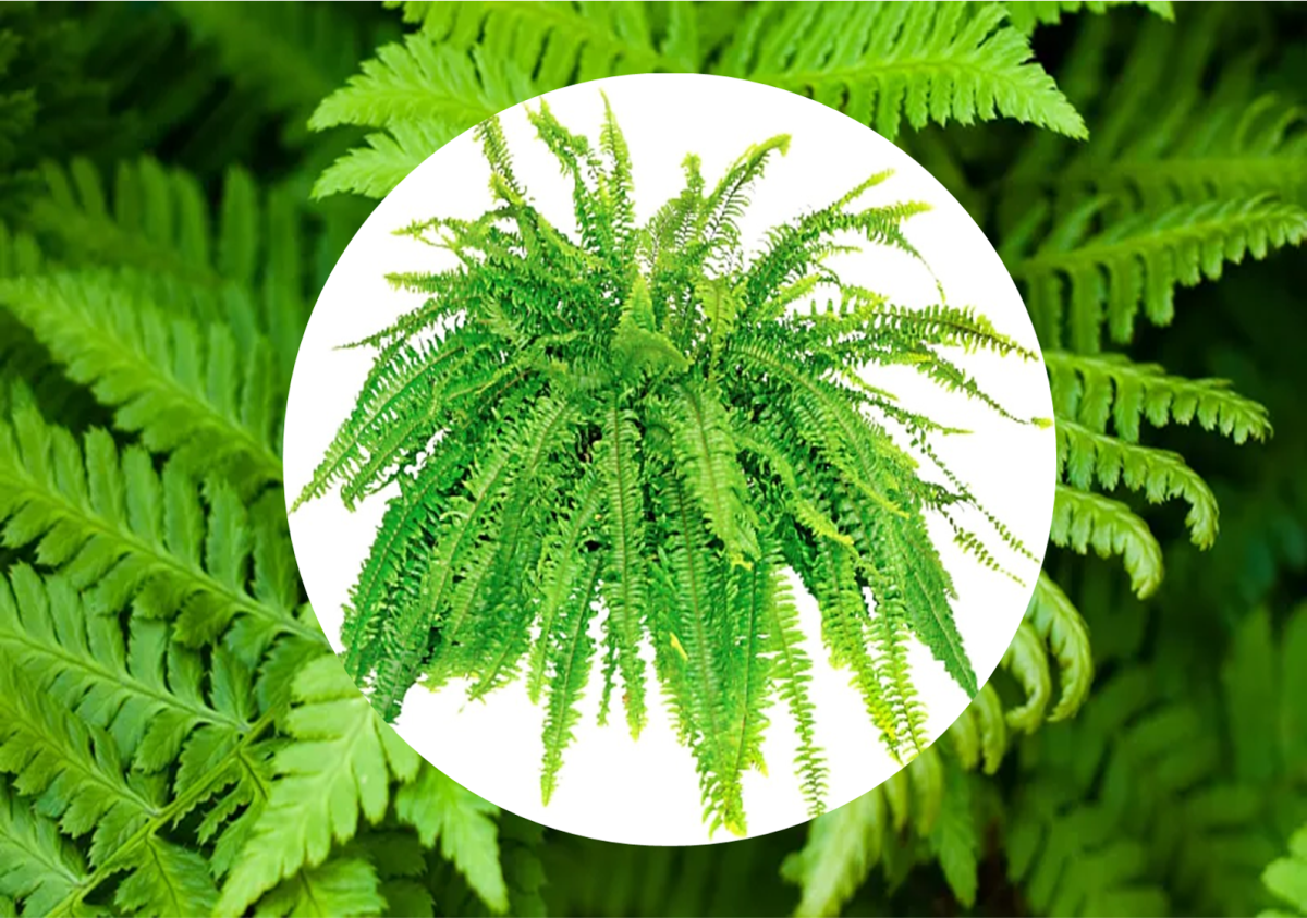 15 Chinese Feng Shui Plants That Attract Money - HubPages